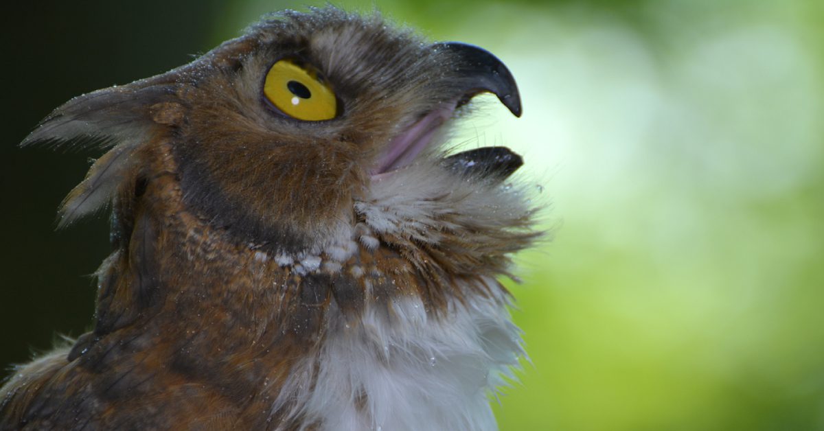Owl Fest 2023 - Eagle Creek Park Foundation
