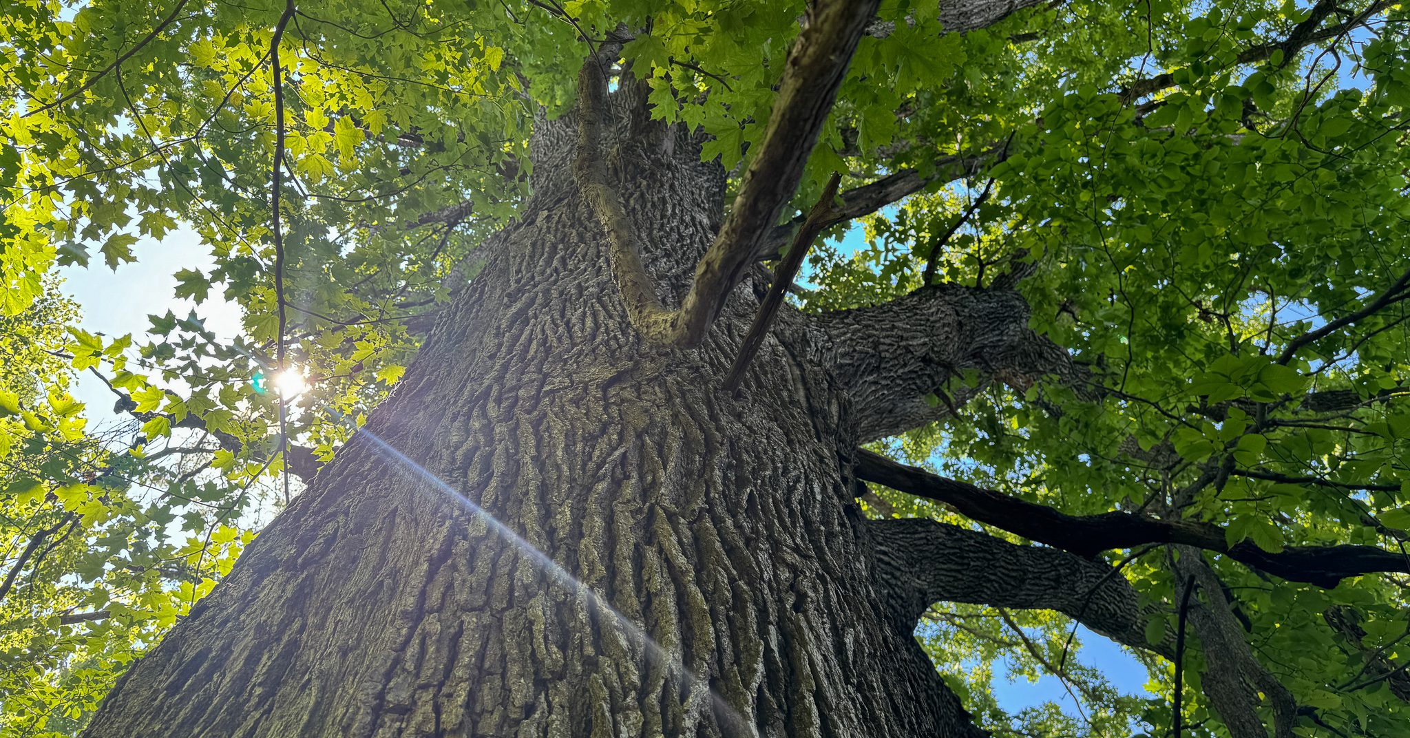 Catching Up Under the Canopy - Adam's Understory S1P2